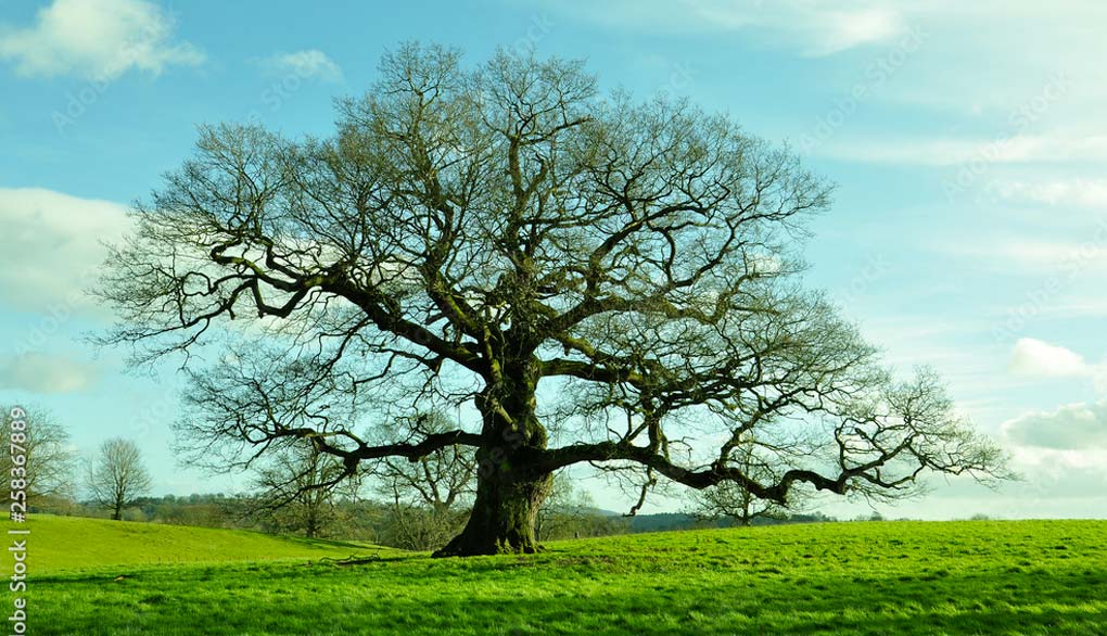 TPOs & Conservation Areas | Heritage Tree Care | Tree Surgeon | Wiltshire